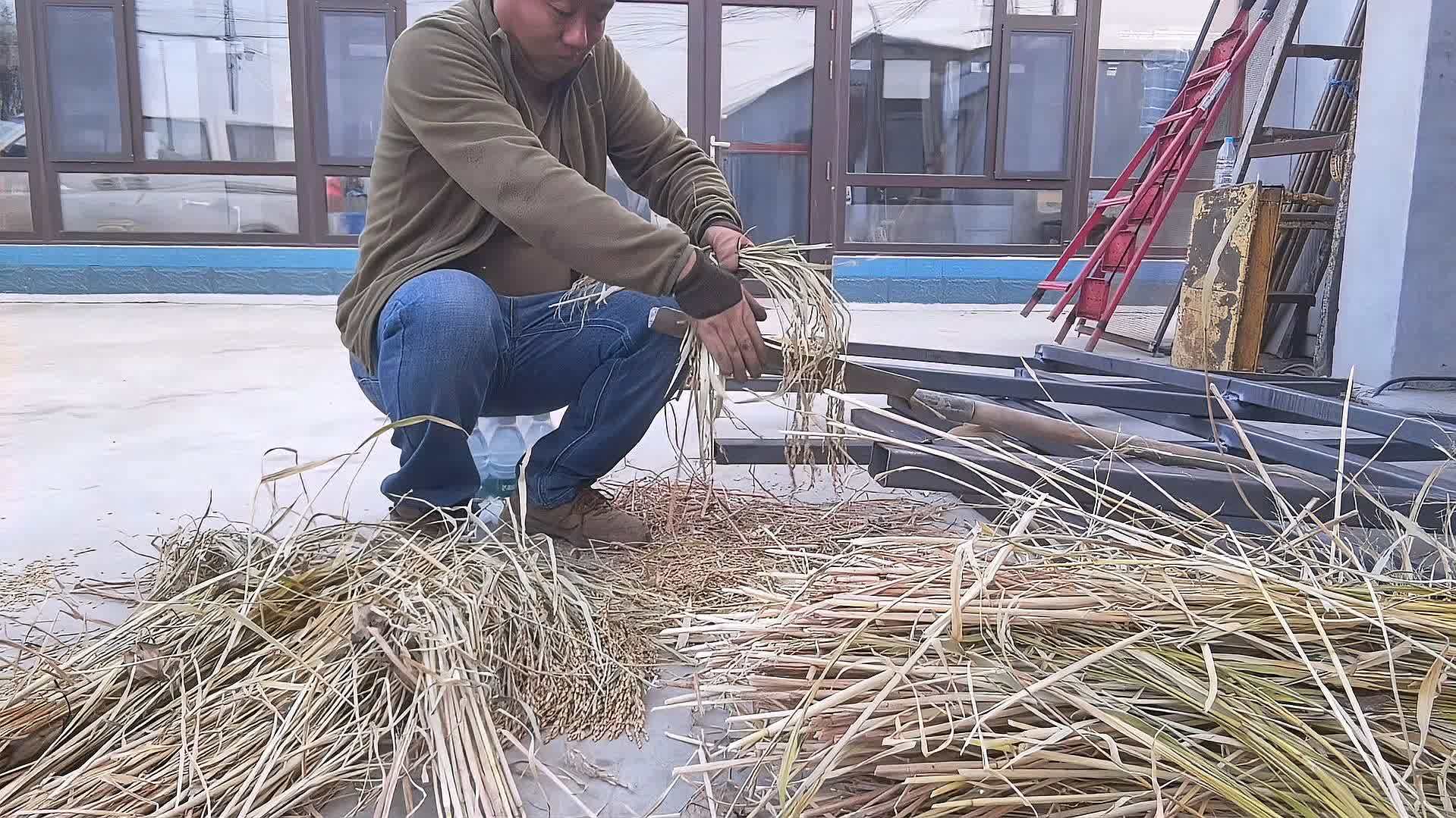 且看由水稻变成大米总共分几步