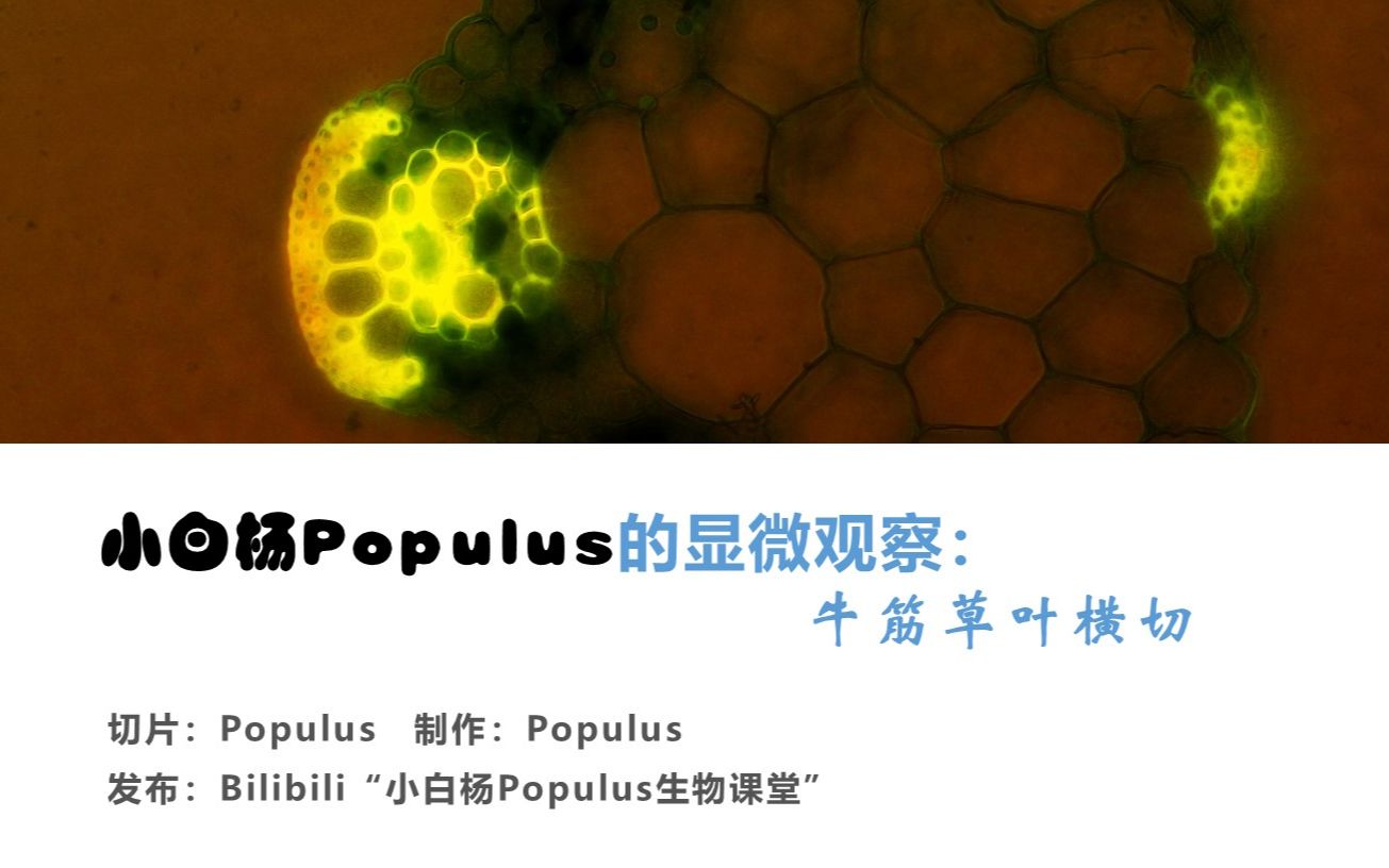 【显微观察】马唐叶横切-可见C4花环结构-美丽木质素荧光