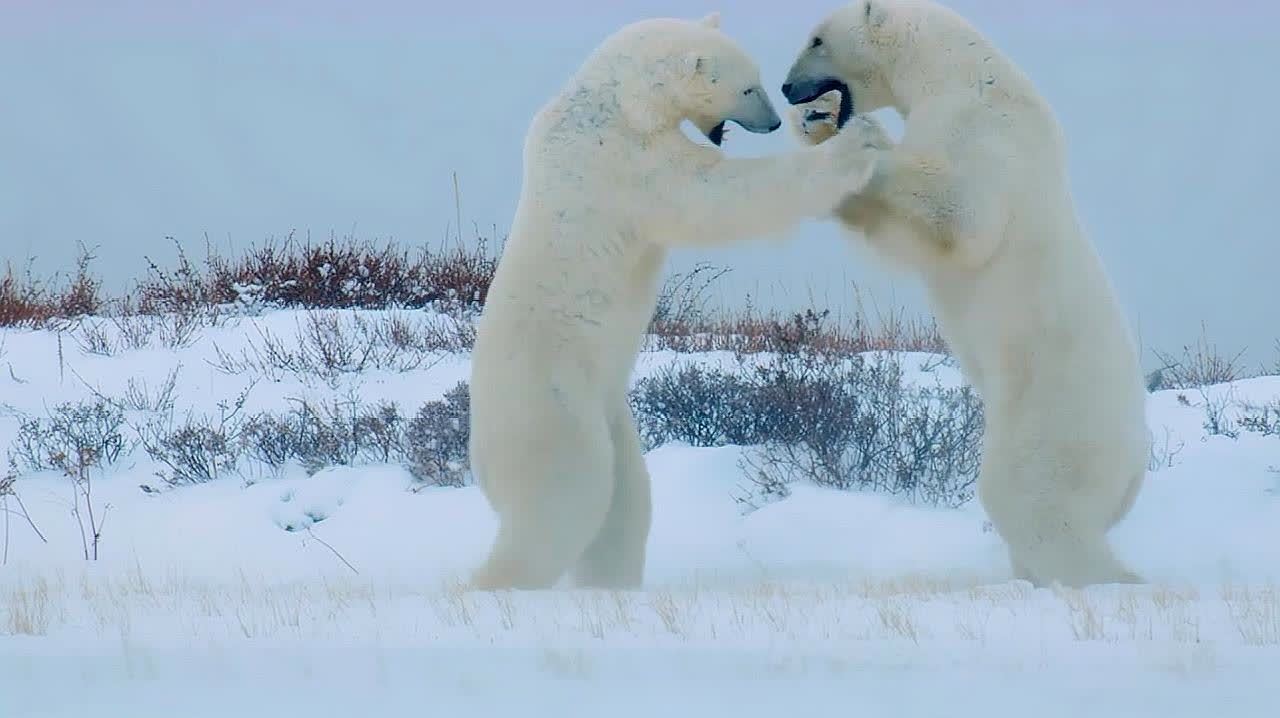 两只北极熊打架同类为何要互相伤害?背后原因竟是为了生存