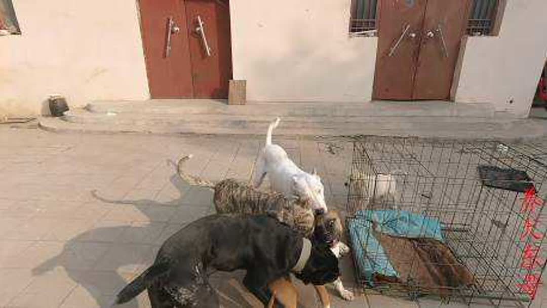 美国斯塔福犬横行霸道,不料却遭到众狗群殴,场面火药味十足