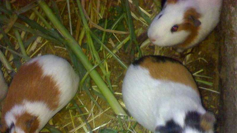 明年不想养猪的农民,可以考虑养殖它,成本低利润高