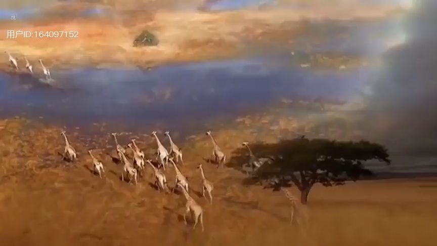 动物世界:动物的捕猎技巧