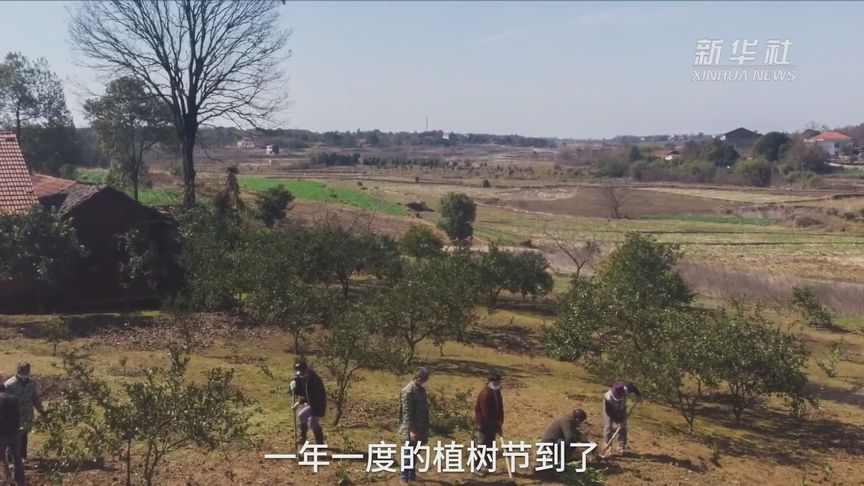 植树节,来听古树“讲”故事…