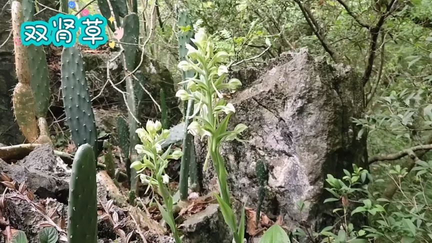 等了两个月双肾草总算开花了,等待秋季就可以挖了。