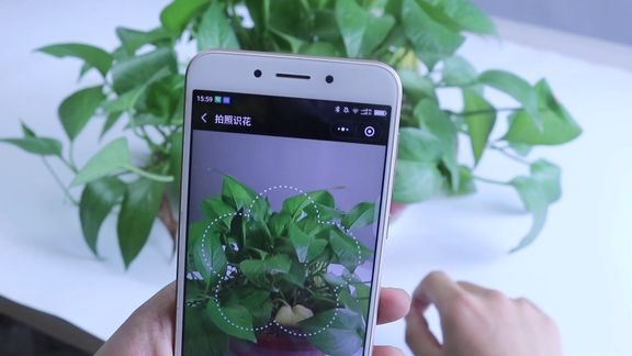 养花却不知道名字?只需微信这样扫一扫,马上知道它的身世和名字