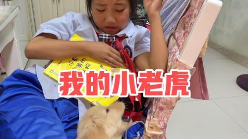 杨可和哥哥突然集体感冒发热,狗子老虎漏真面目,咬的杨可直大哭