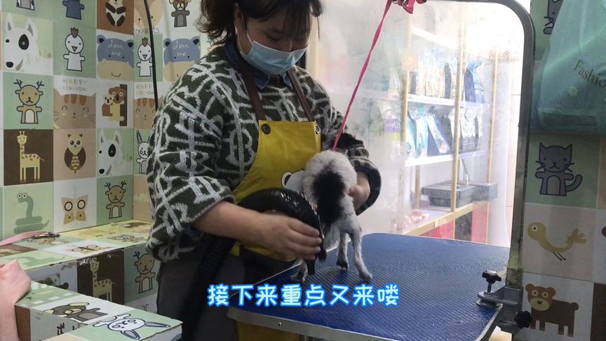 惊讶!宠物店老板竟然手把手教你怎么正确地在家给狗狗洗澡!