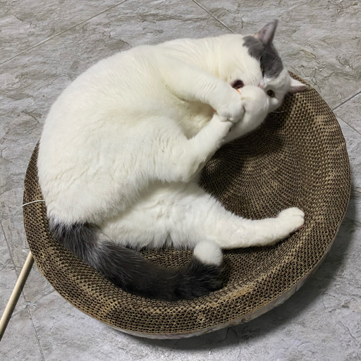 雪糕老师在晓禾 