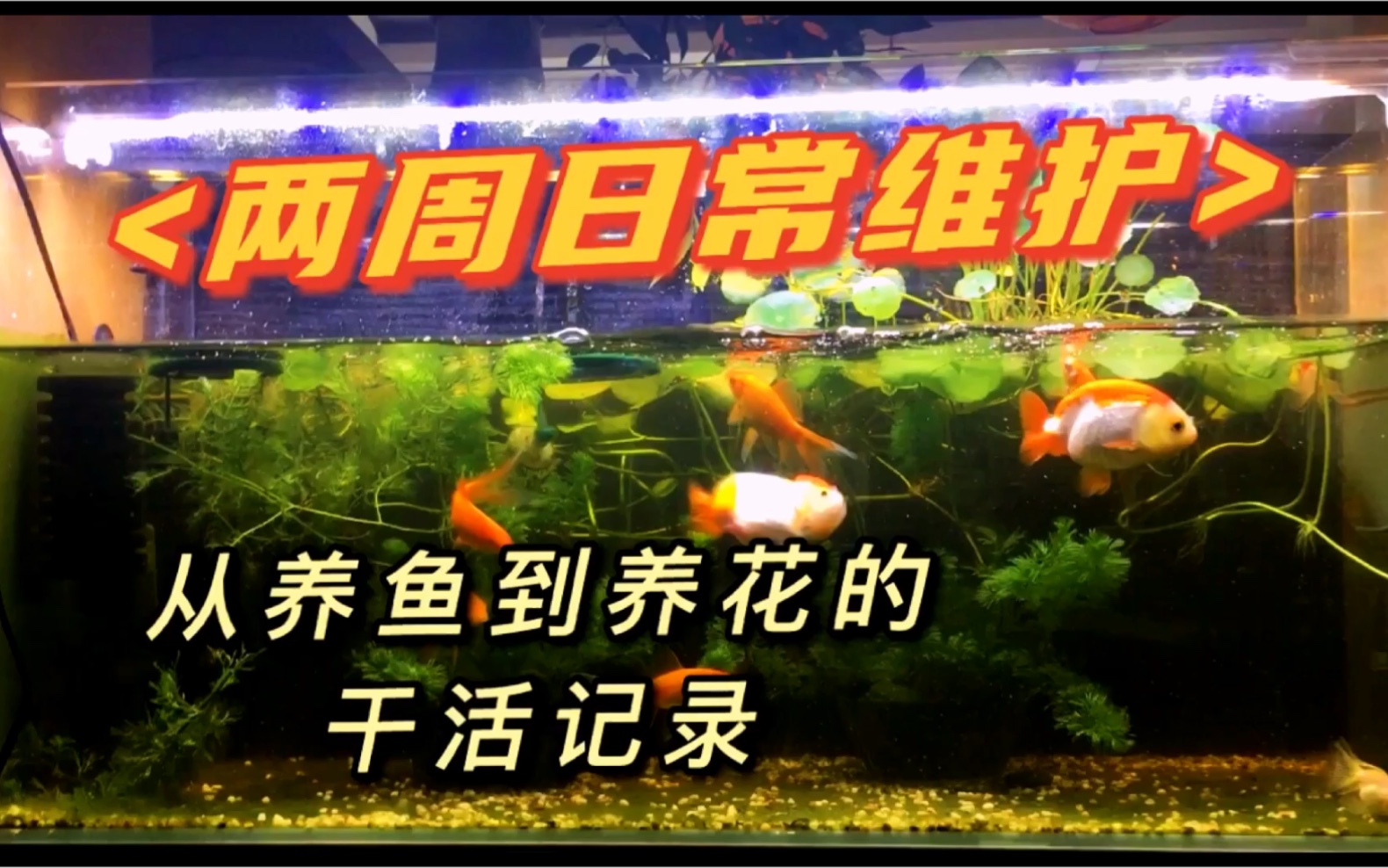 【两周维护】非裸缸养金鱼维护记录～