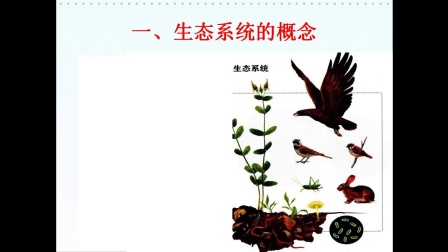 生态系统的组成和功能