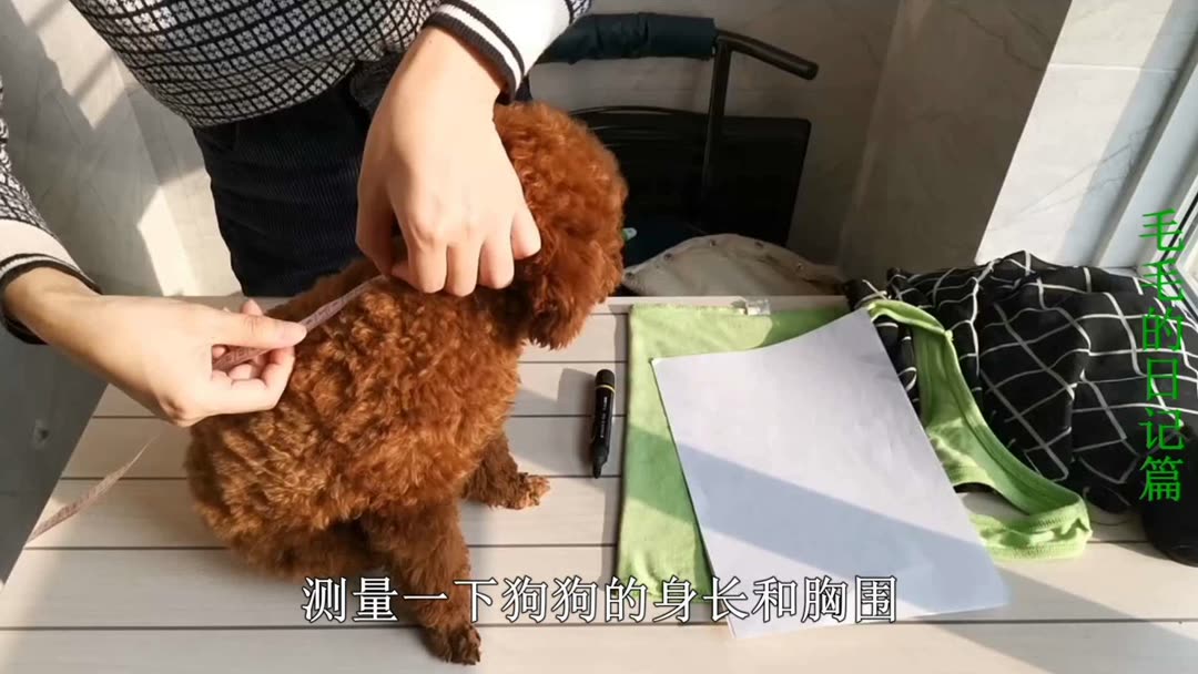 旧衣服利用:4个步骤自制漂亮的狗狗衣服,狗狗穿上后太可爱了