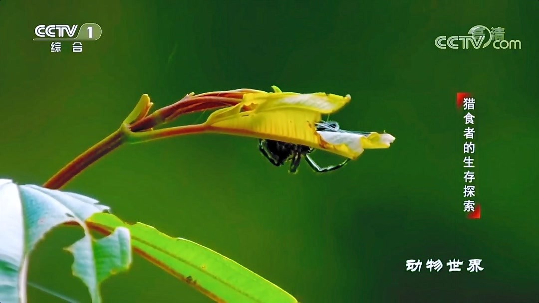 [动物世界]不同寻常的捕猎者捕猎技巧非常绝妙