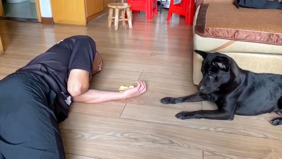 主人食物中毒后,狗狗在旁边竟做出这种事,全家人都看愣了