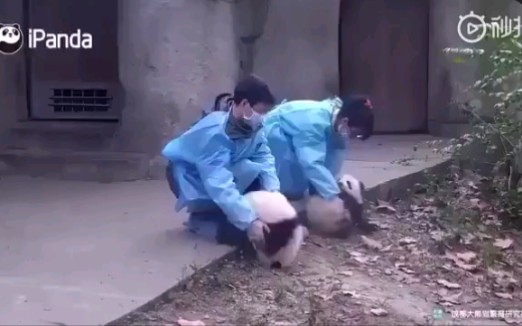 熊猫宝宝翻滚合集,进来感受圆滚滚的欢乐!