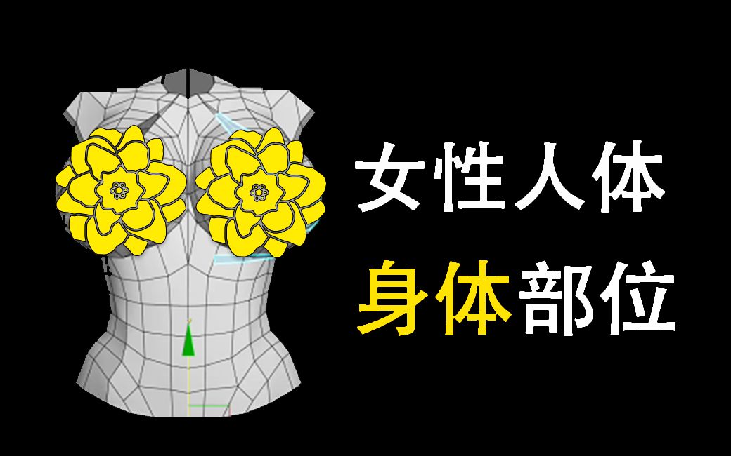 3dmax建模教程!女性身体人体胸部部位教学,零基础必学