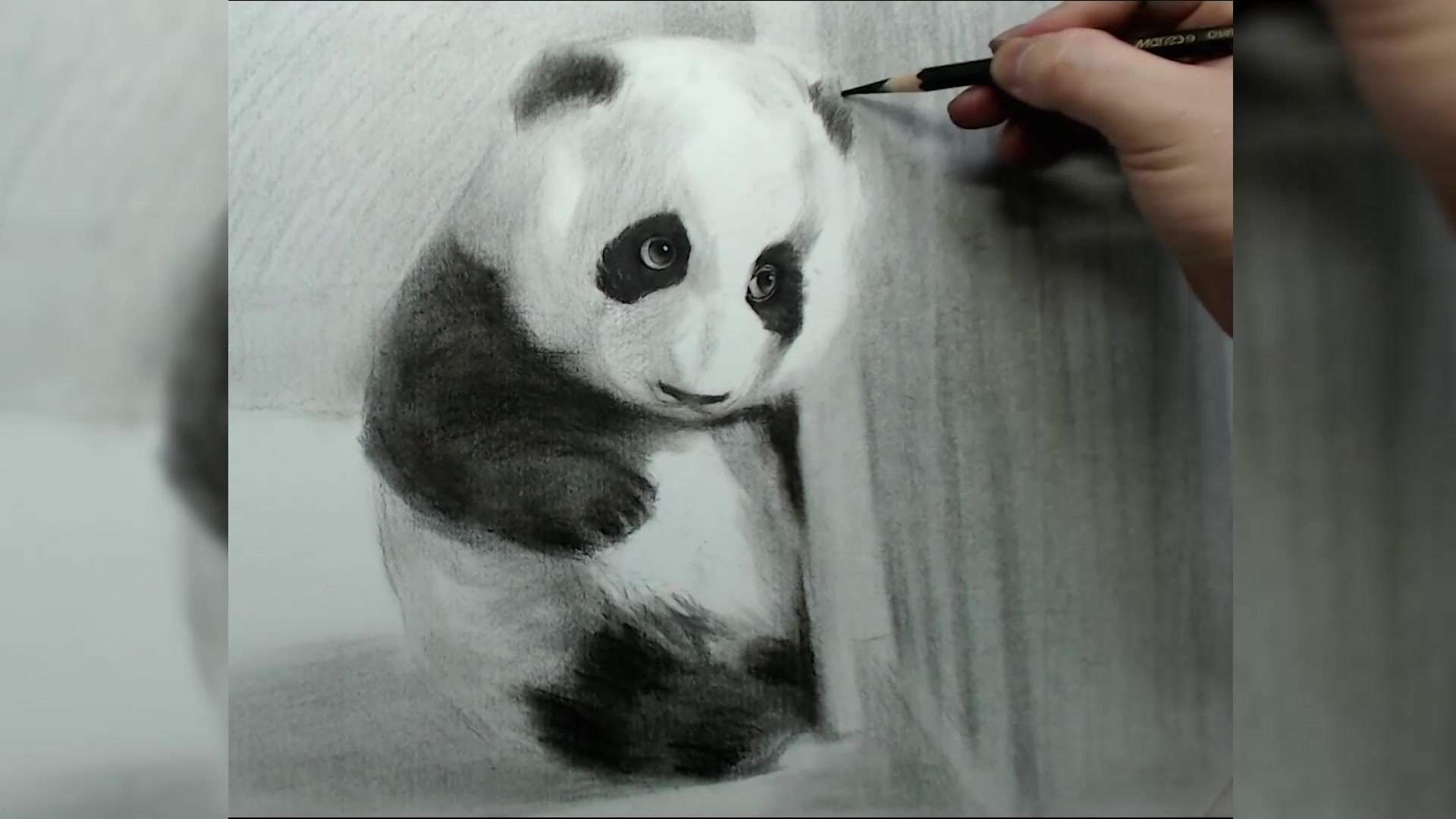 素描动物速成教程,可可爱爱的小熊猫