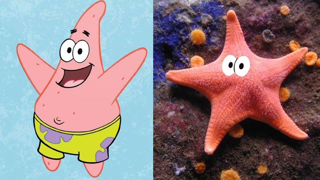 海绵宝宝原型大揭秘!没想到你是这样子的派大星!