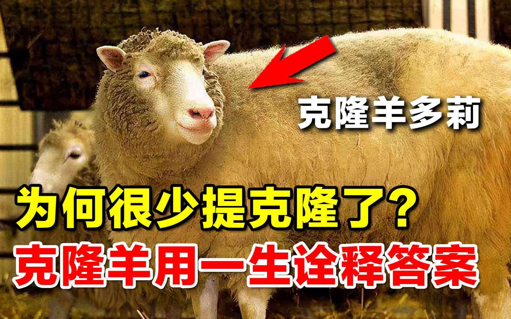 【科普观】为何科学家很少提克隆了?克隆羊多莉短暂的一生,就是最好的答案