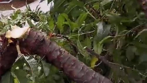 全世界最淡定的鸟,伐木工人在旁边砍树,它守在窝里一动也不动弹