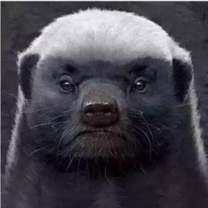 一本正经的扎哥 