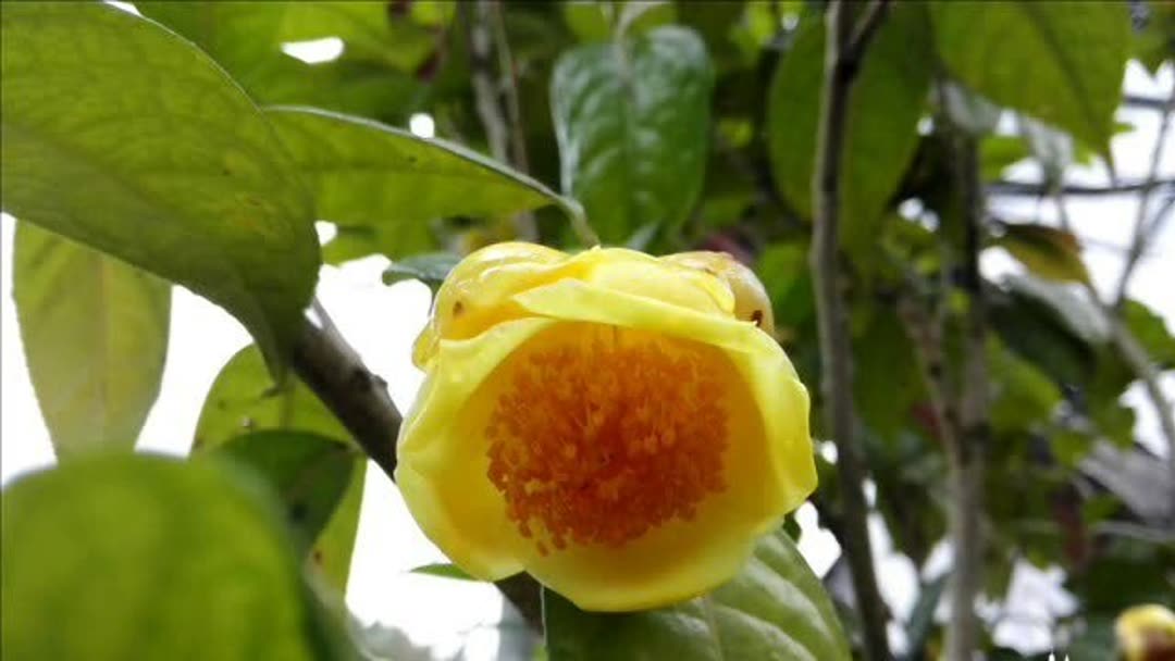 金花茶含有的矿物质——钼(Mo)(高清)【岜马源出品】