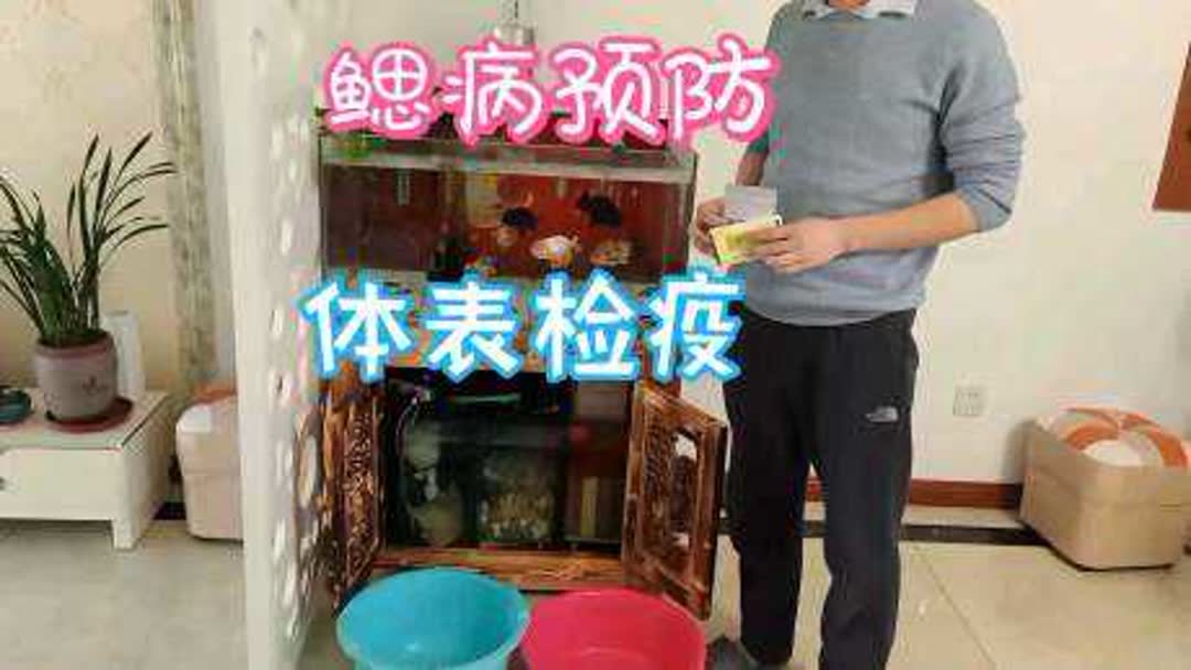 借助大换水,给兰寿金鱼做定期检疫和驱虫,附详细流程和用药量