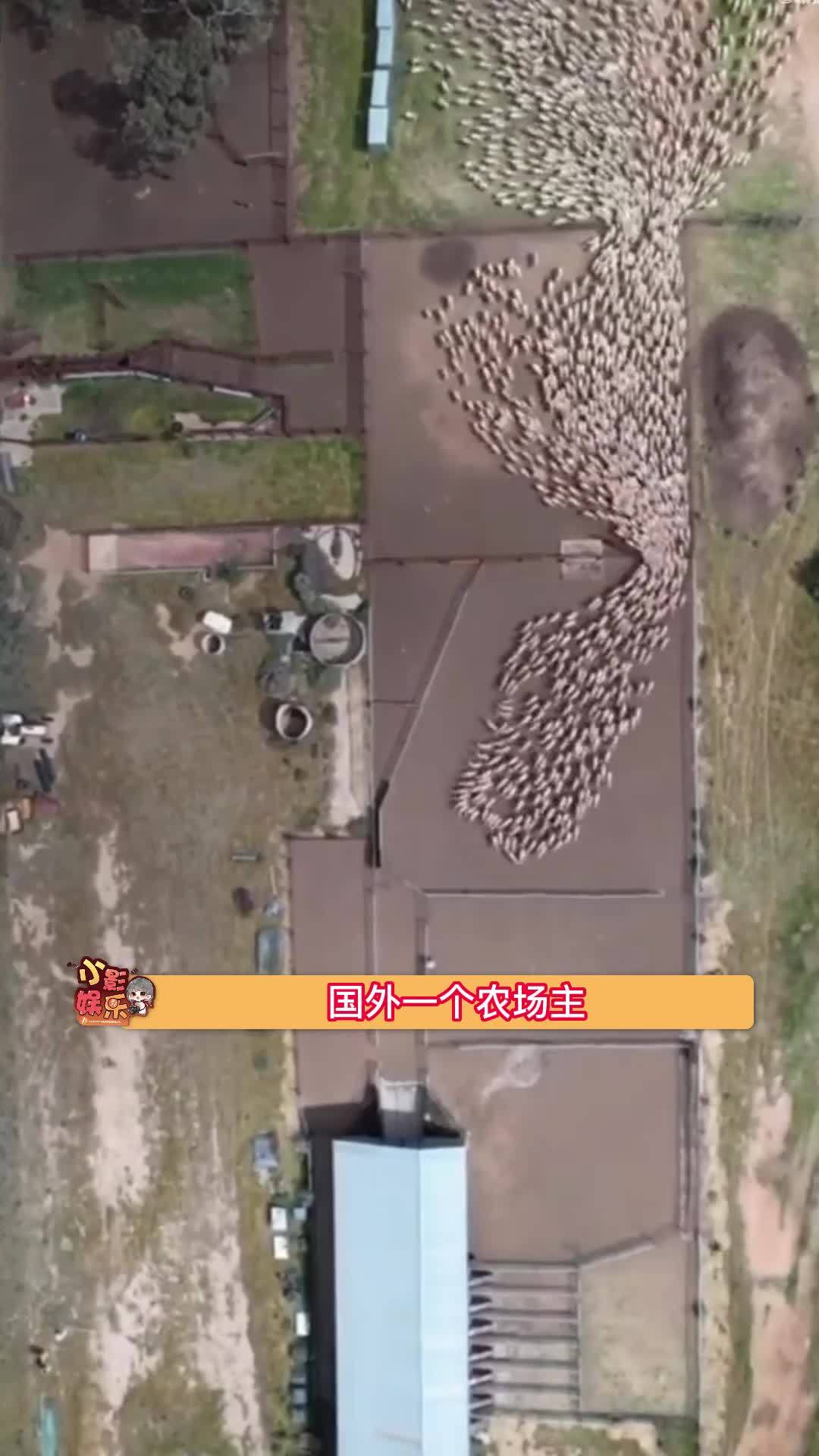 从高空看羊群有多震撼,好丝滑的感觉