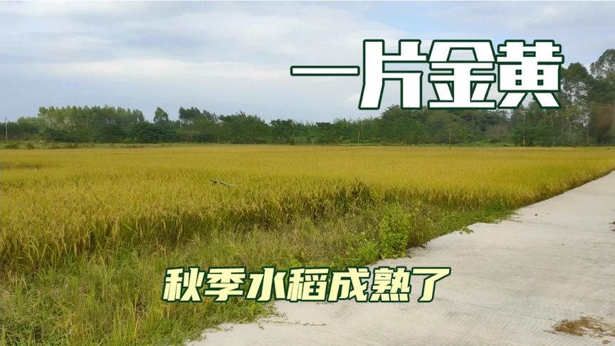 秋季水稻快成熟了,今年的稻子长势还不错,一亩地能收800斤谷吗