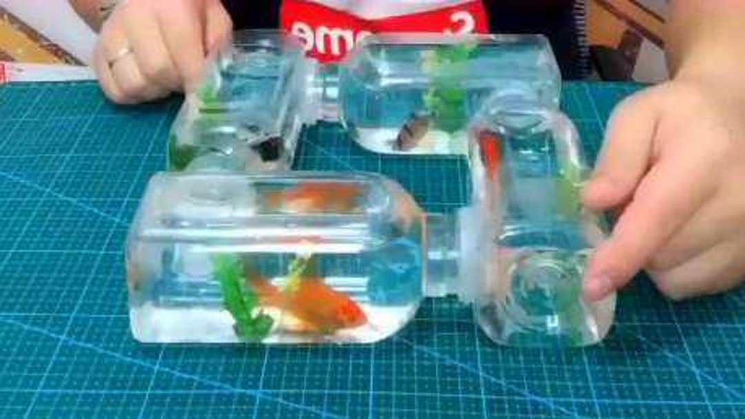 废旧的饮料瓶不要扔，用来自制循环鱼缸，再也不用买鱼缸了