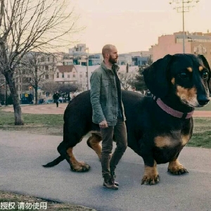 PDD的猪猪 