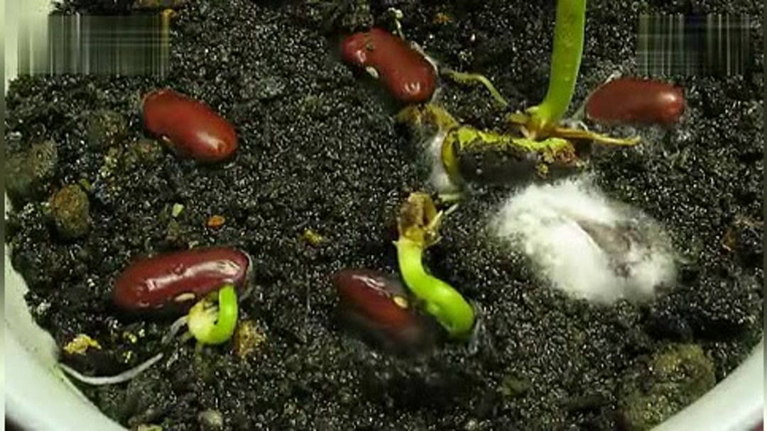 豆子的生长发芽过程