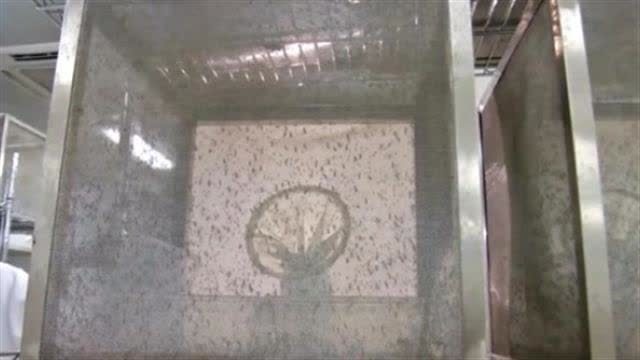 全球最大的蚊子工厂,每个月放飞超过4000万只蚊子,怎么回事呢?