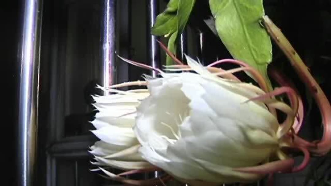 【拍客】稀奇!月下美人花开38朵昙花一现也绚丽