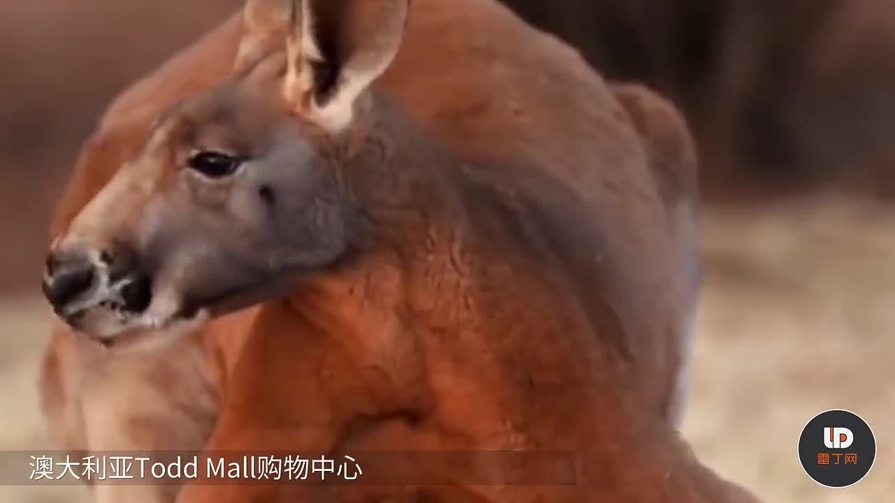 地表最强袋鼠,身高2米浑身腱子肉,胆子和平头哥有一拼!