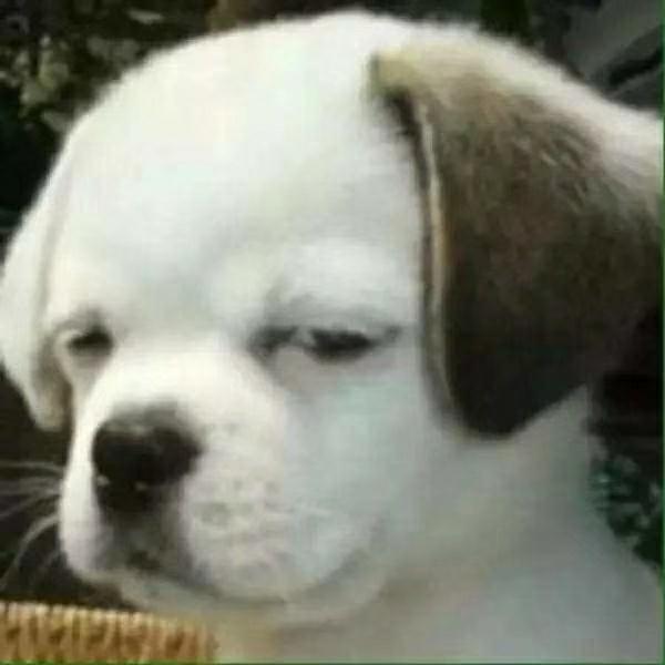 胜天半子猪猪侠 