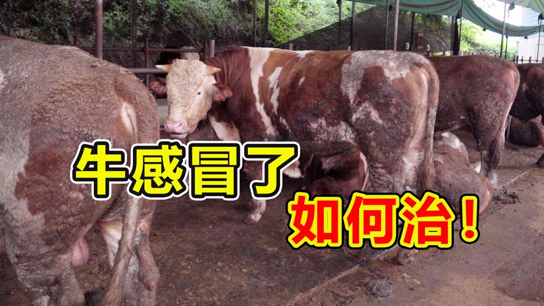 牛出现流鼻涕感冒怎么办?吴老师分享治疗配方,简单有效