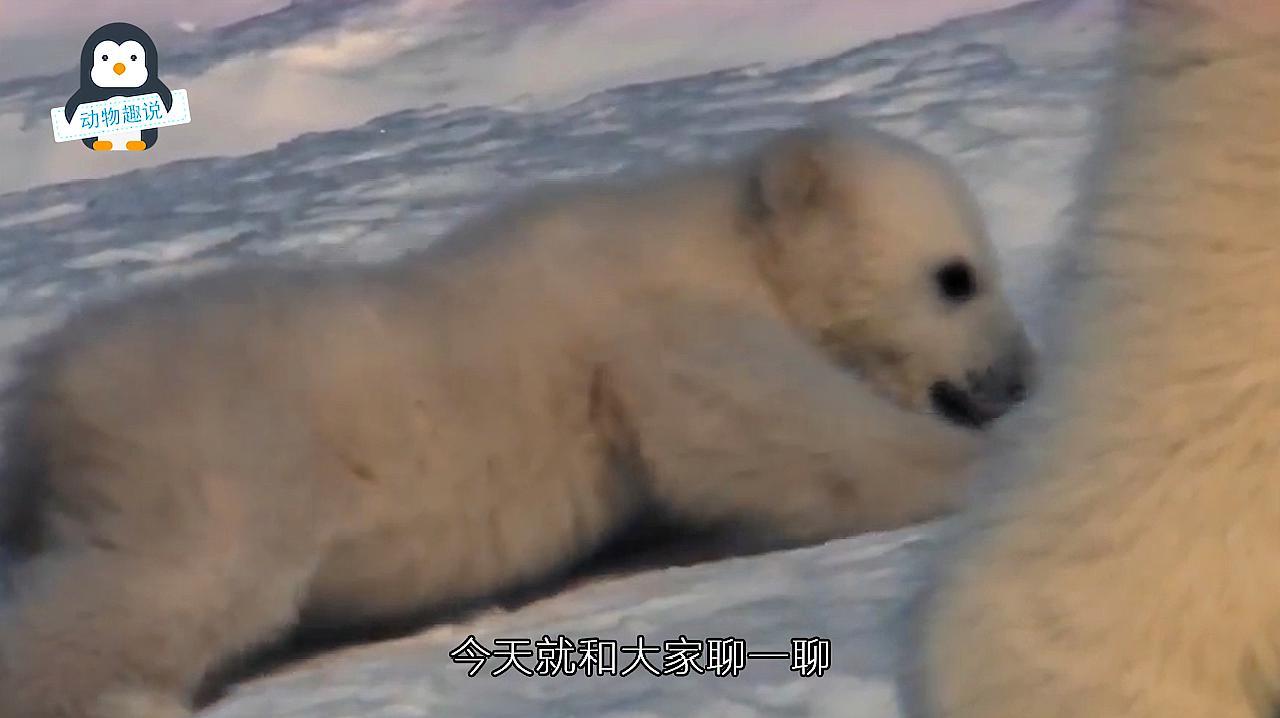 看单亲妈妈北极熊如何教会北极熊宝宝在寒冷的雪地上生存下去