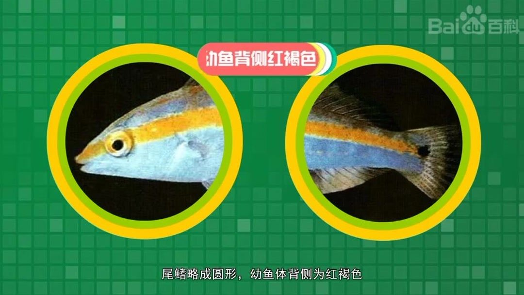 原来派氏海猪鱼长这样