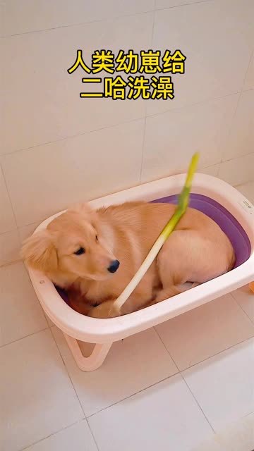 人类幼崽怎么给狗狗洗澡的