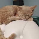 粒粒猫~喵 