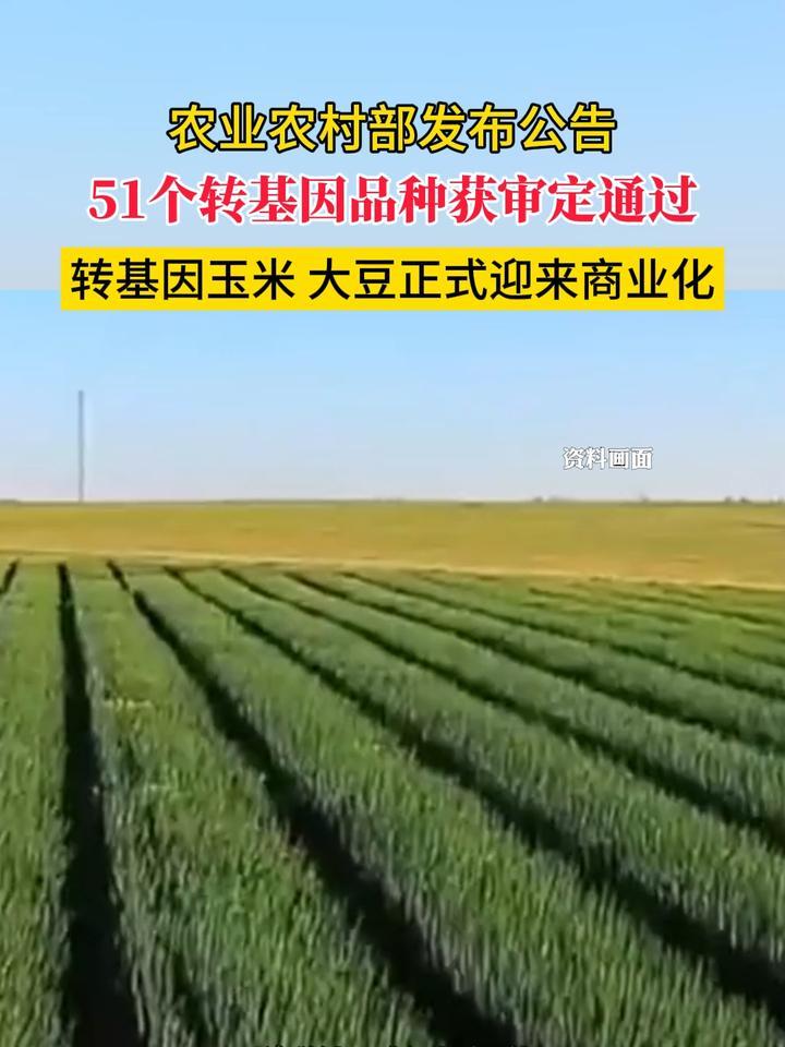 农业农村部12月7日发布公告,51个转基因品种获审定通过 转基因玉米...