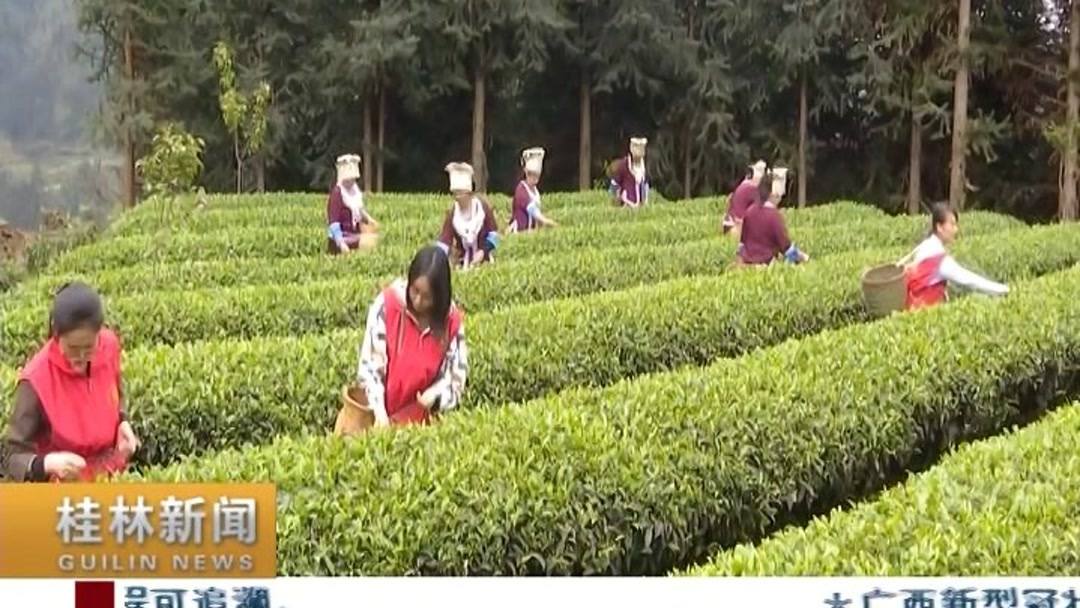 龙胜:新时代文明实践志愿者助农春收采茶忙