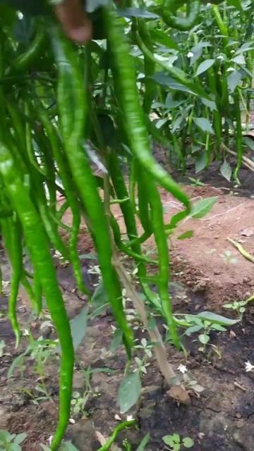 今年秋晚茬,线椒行情是真的好,三农农业种植农业种苗培育蔬菜种植小...