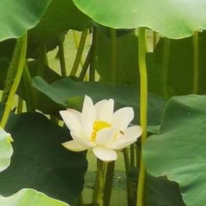 杨柳依依828 