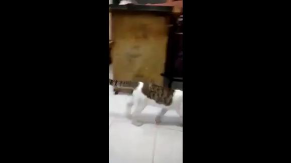 #猫咪会议# 一只猫可以多无聊,看它就知道了