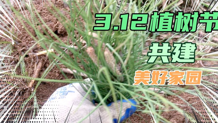 记录农村生活:3.12植树节,春三月全民植树,共建绿色生态家园