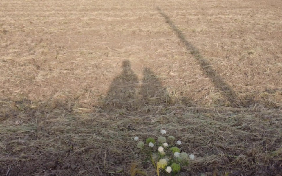 麦子熟了(看看DJI Mimo能剪出什么样的视频)