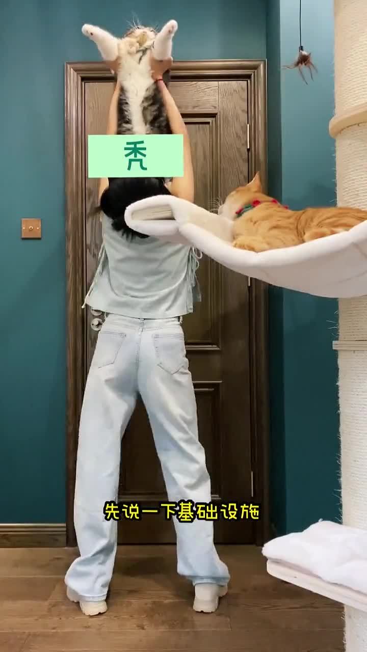 花十万装修的猫房,我陪主子们住一住…