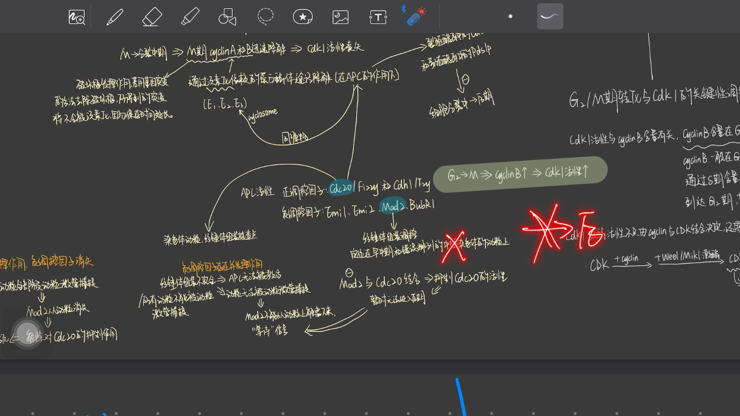 细胞增殖调控/细胞周期运转调控/自用复盘