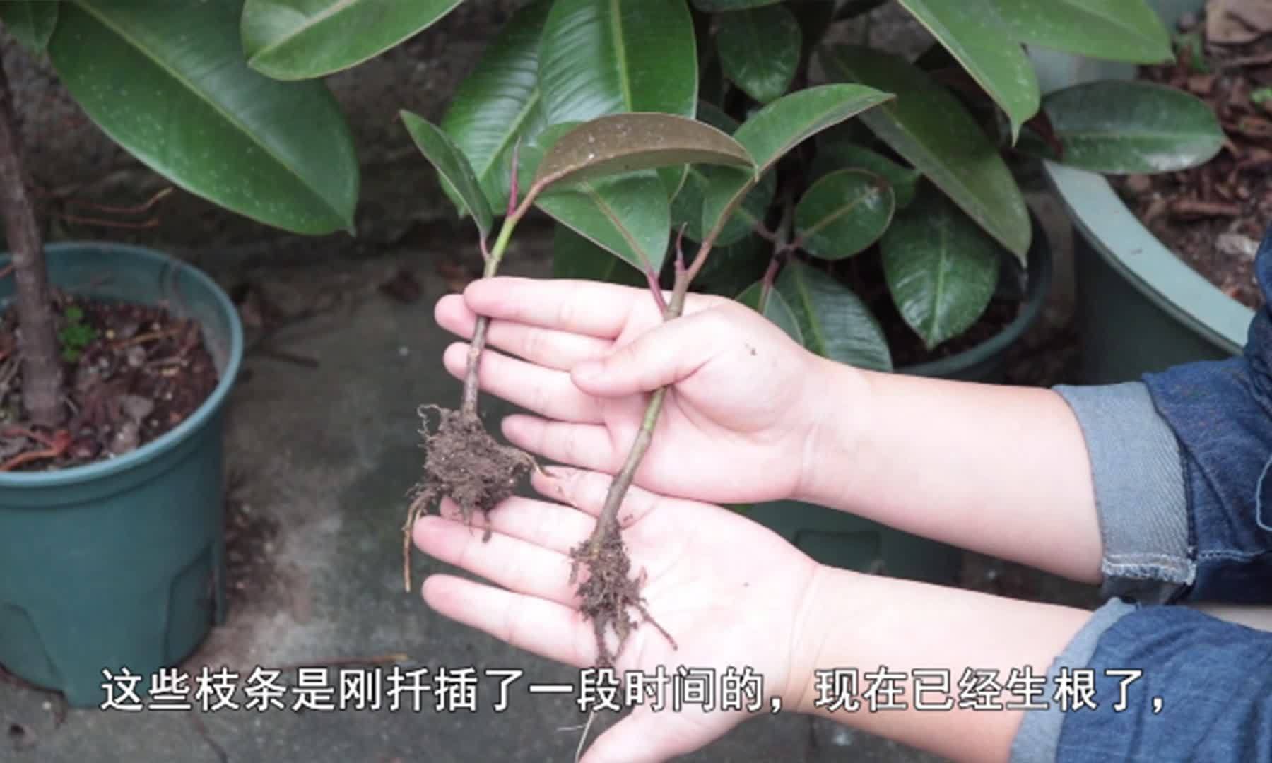 橡皮树扦插不生根,掌握几个小技巧,成活率高